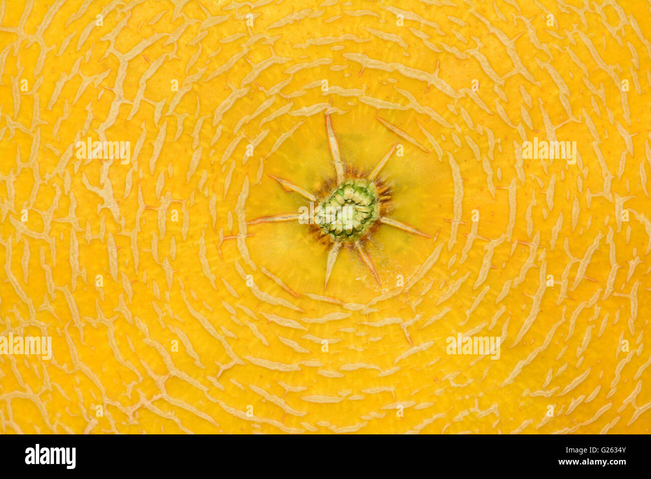 Melon top, Close up Stock Photo - Alamy
