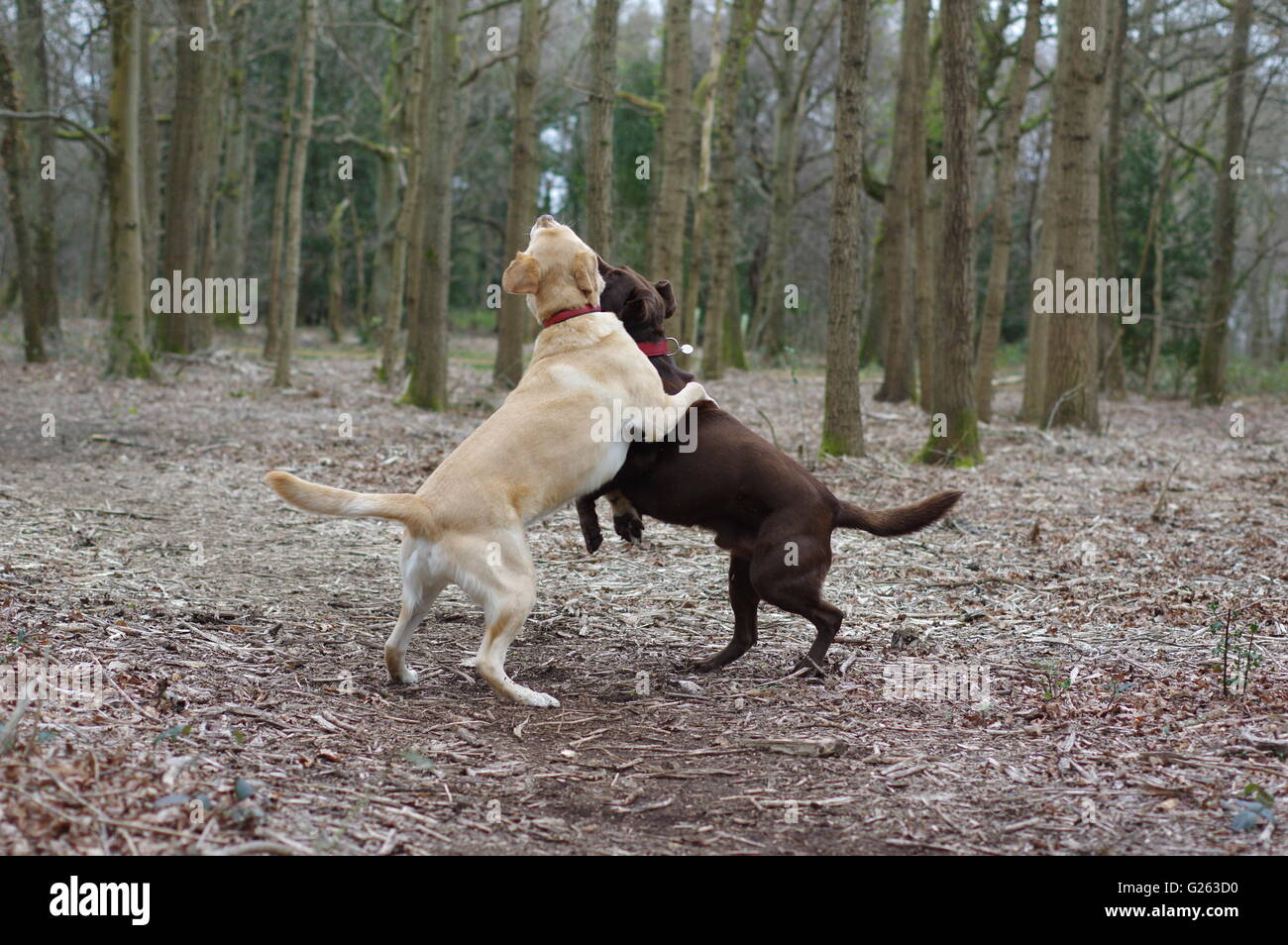 Dogs at play Stock Photo - Alamy