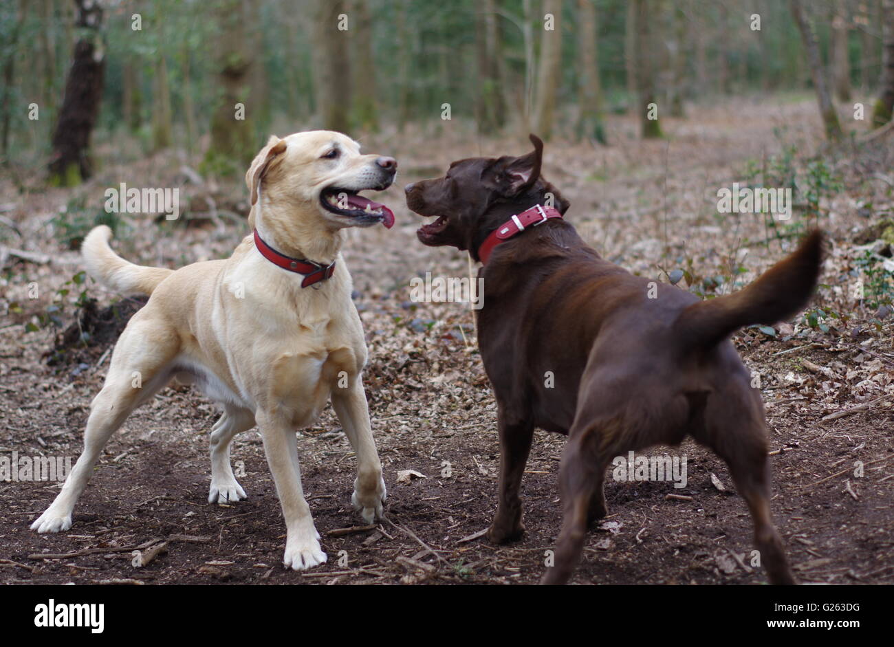Dogs at play Stock Photo - Alamy
