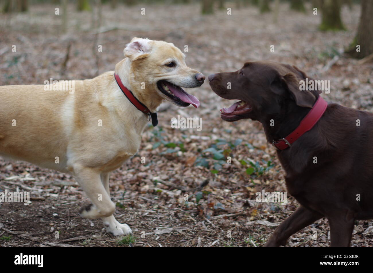Dogs at play Stock Photo - Alamy