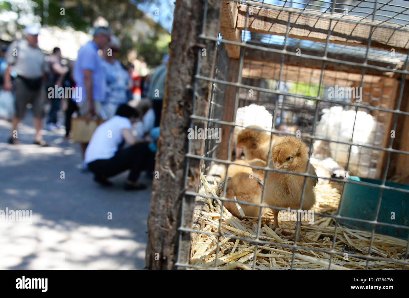 Farmers are selling live animals on the traditional farmers market that ...