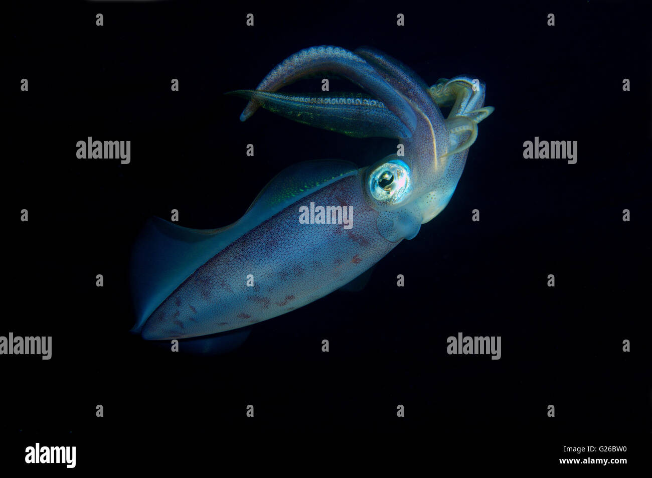 Bigfin reef squid red sea hi-res stock photography and images - Alamy