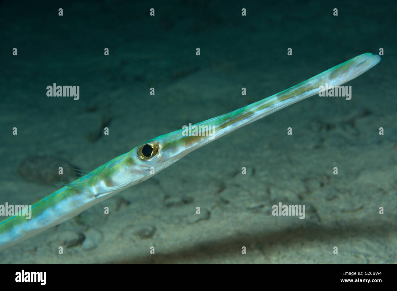 Chinese trumpetfish [aulostomus chinensis] hi-res stock photography and ...