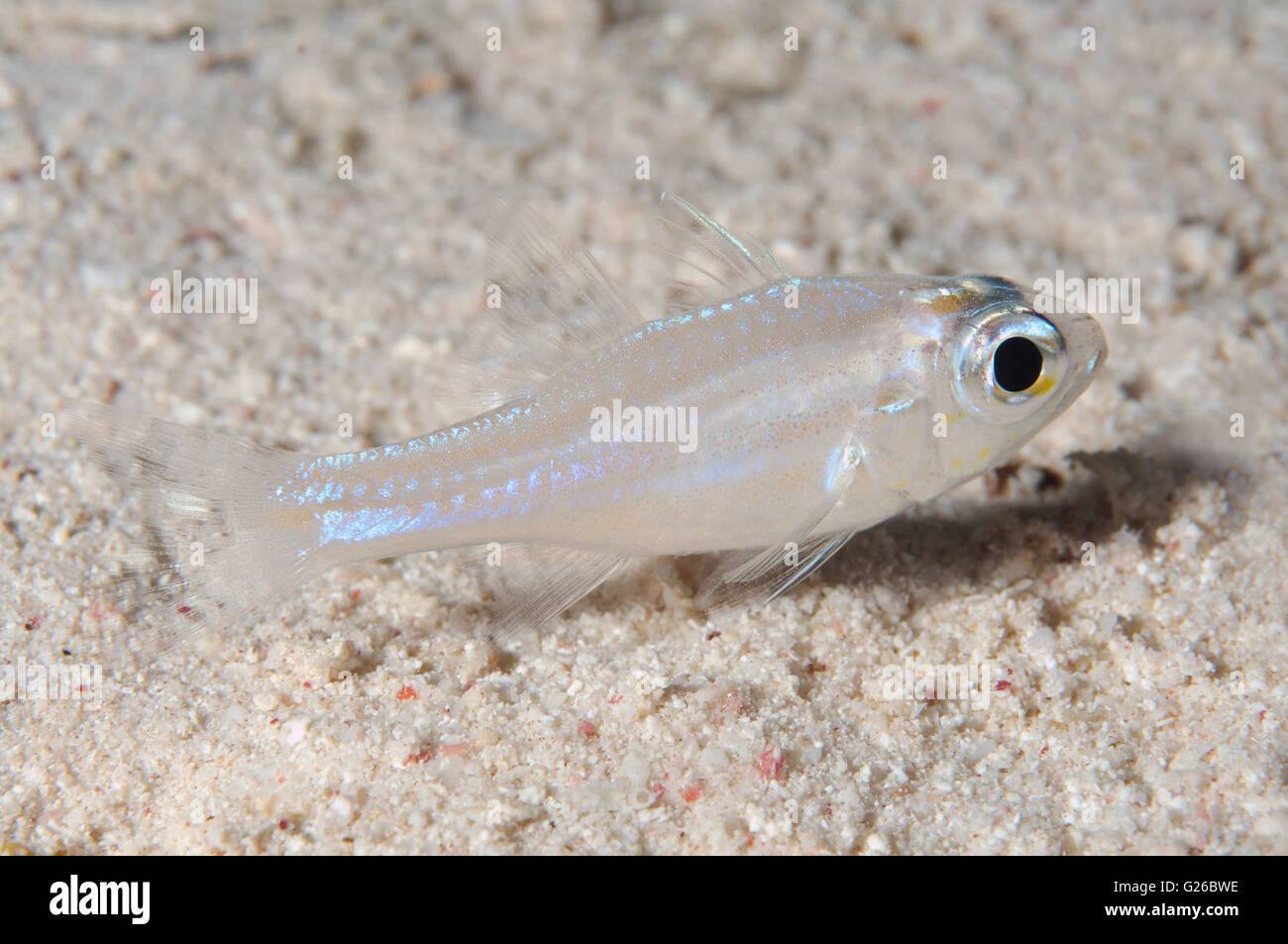Indian cheilodipterus hi-res stock photography and images - Alamy