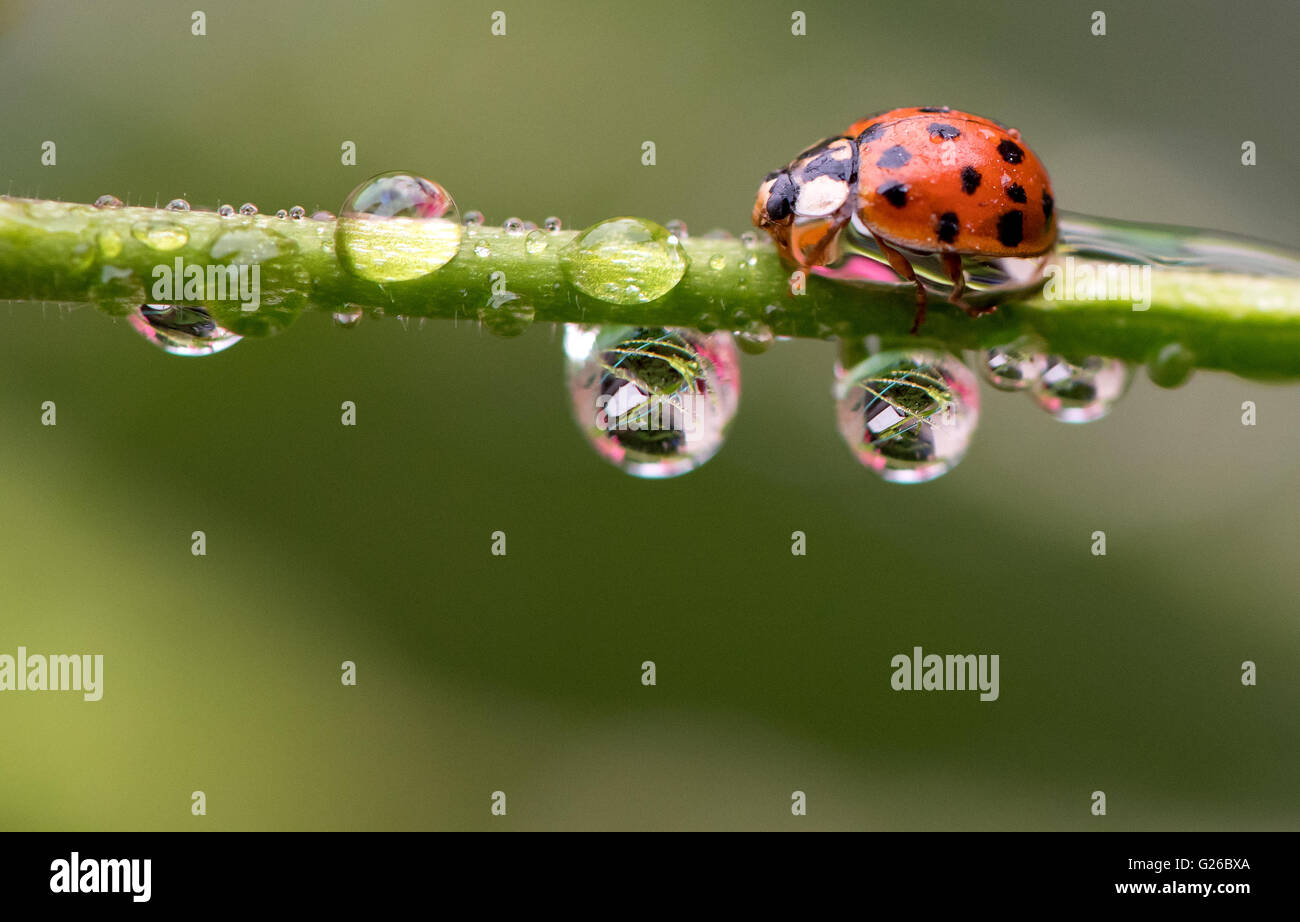 A bug moves along a flower covered by rain drops in Munich, Germany, 24 ...