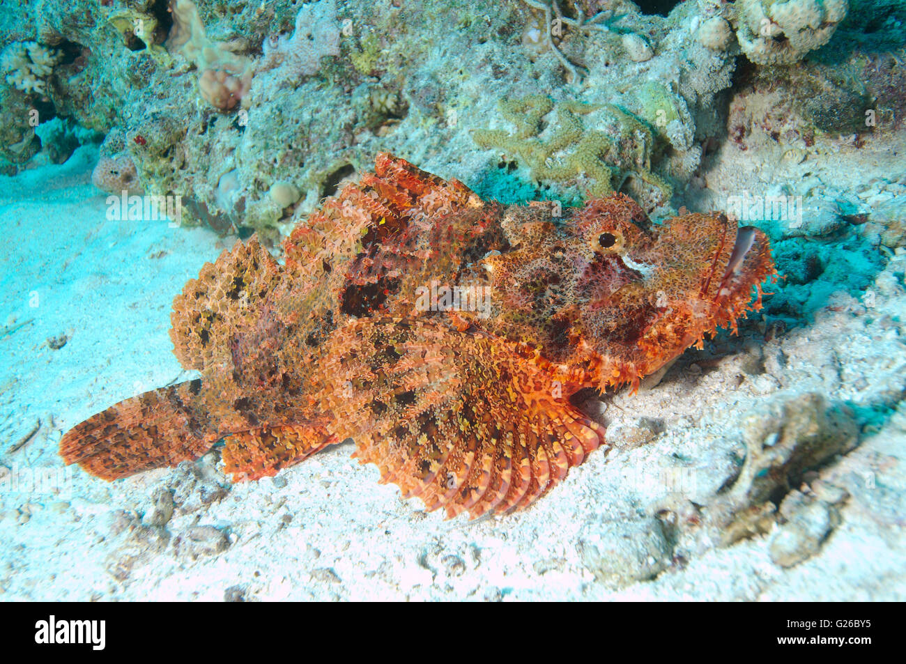 Red Sea, Egypt. 3rd Mar, 2016. Flathead scorpionfish, tasseled ...