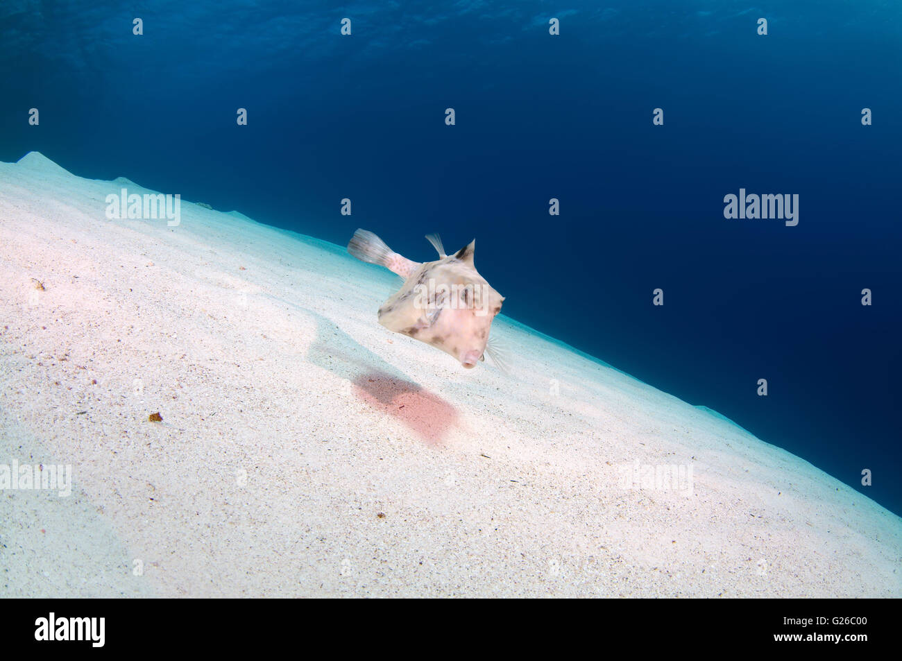 Red Sea, Egypt. 3rd Mar, 2016. Humpback Turretfish, Commonly called ...