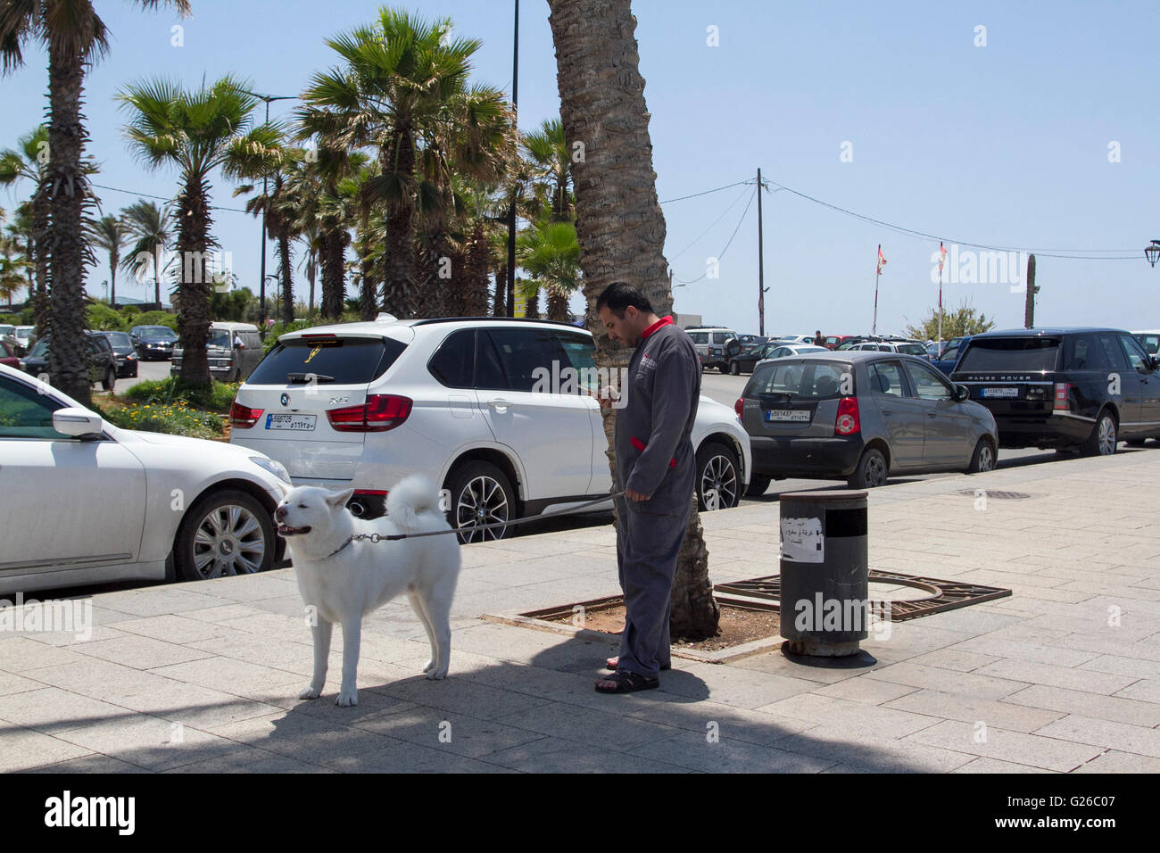 Can Siberian Husky Hot Weather