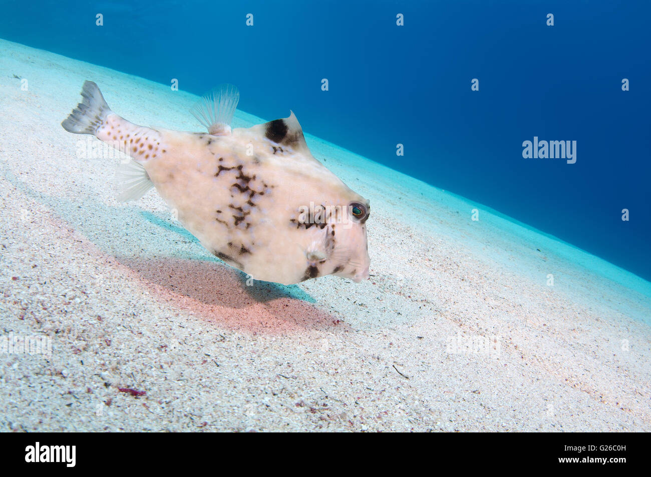 Red Sea, Egypt. 3rd Mar, 2016. Humpback Turretfish, Commonly called ...