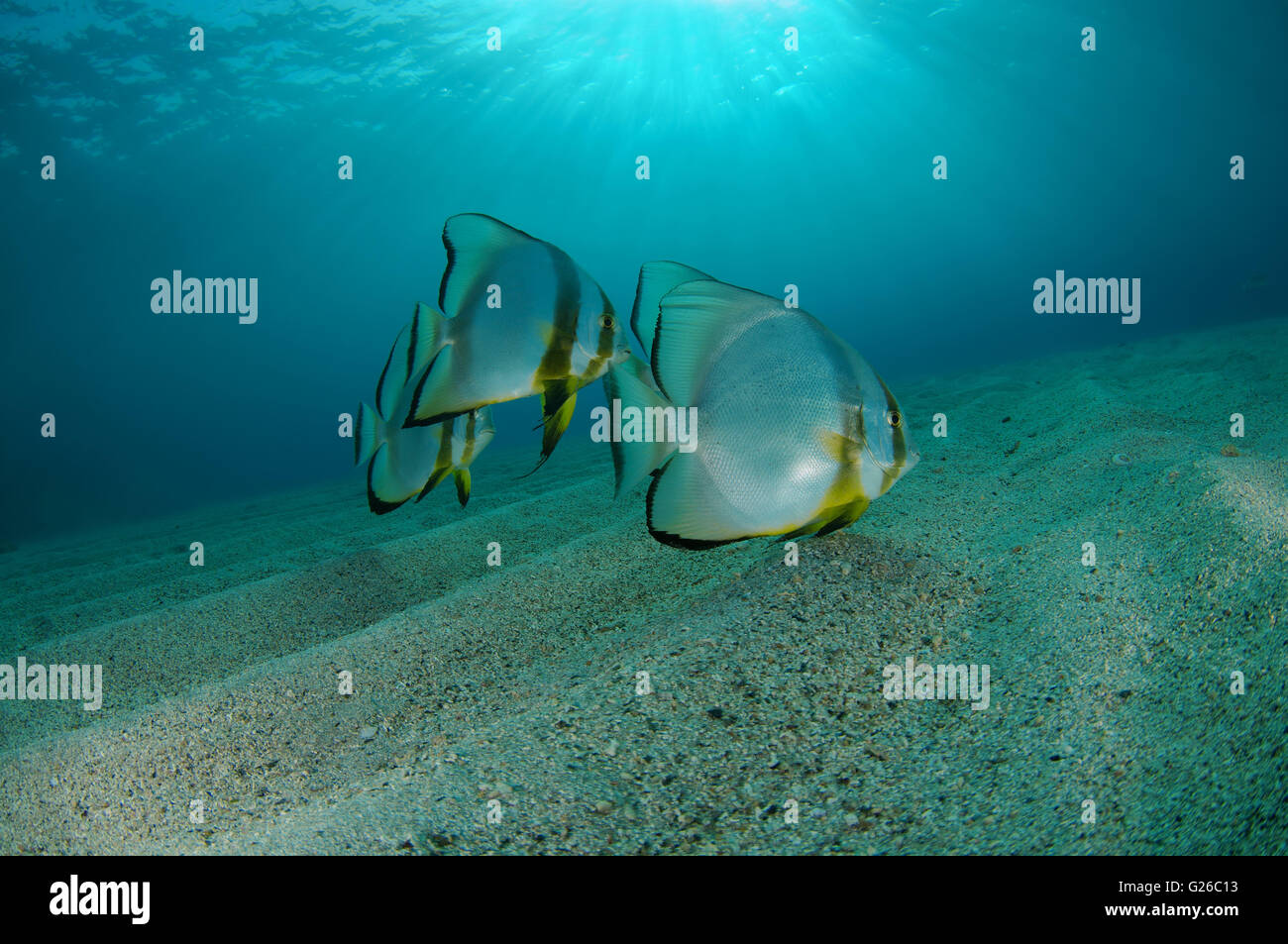 Red Sea, Egypt. 3rd Mar, 2016. school of fish Teira batfish, Roundface ...