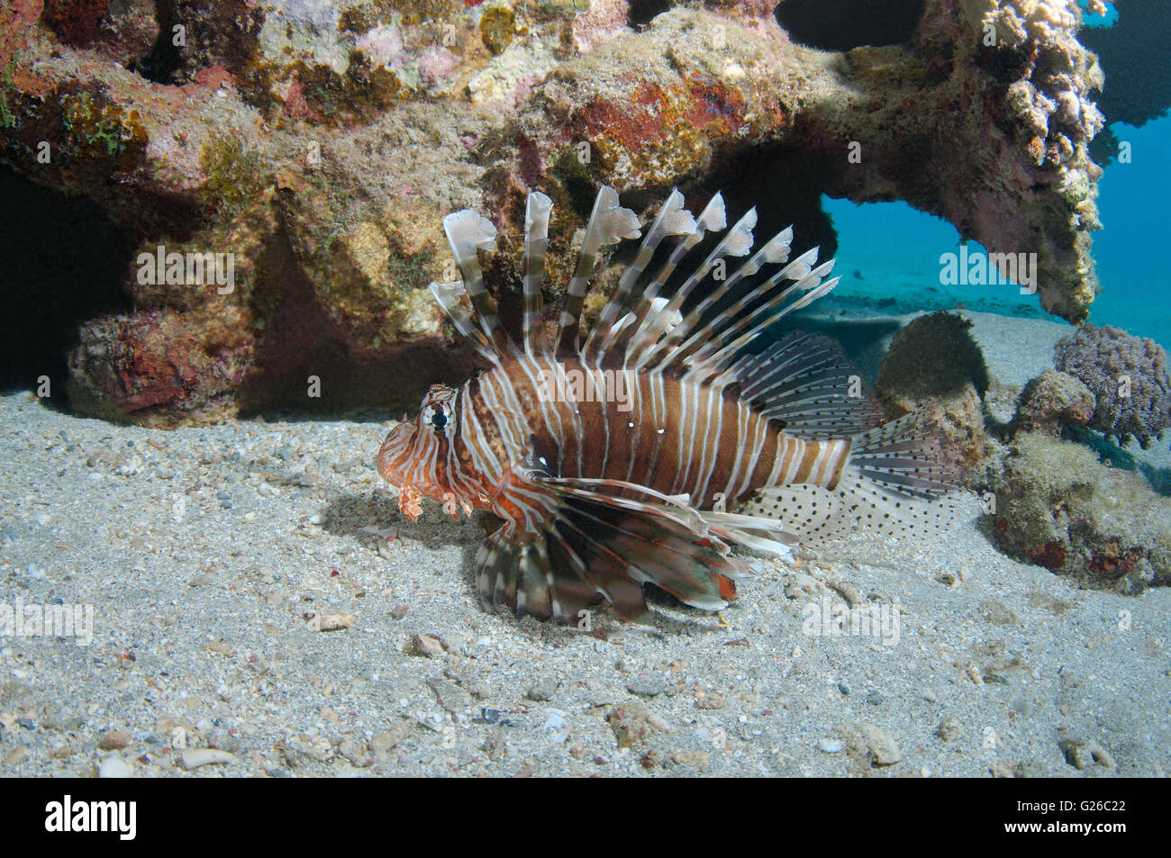 Indo pacific common lionfish hi-res stock photography and images - Alamy