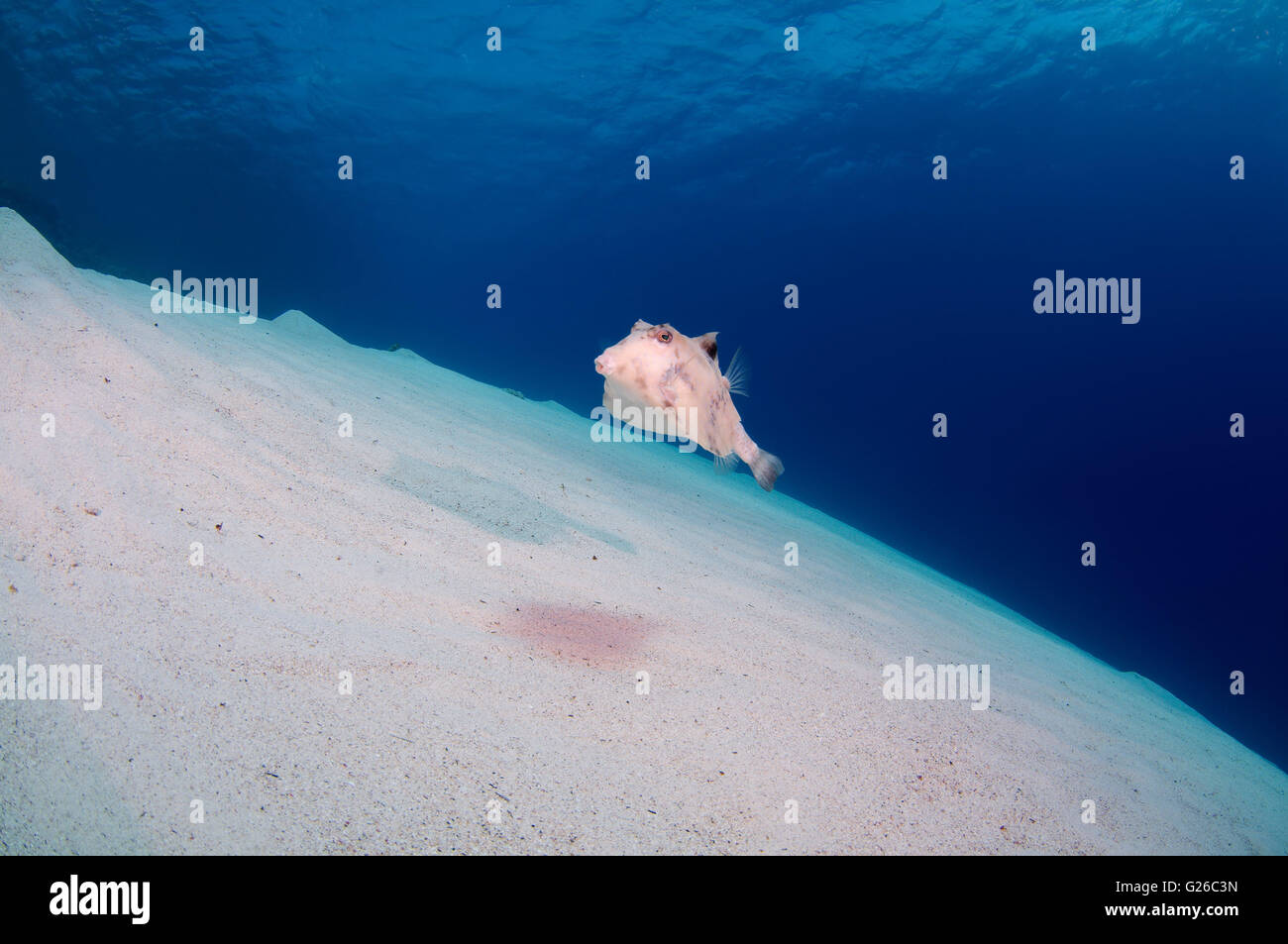 Red Sea, Egypt. 3rd Mar, 2016. Humpback Turretfish, Commonly called ...
