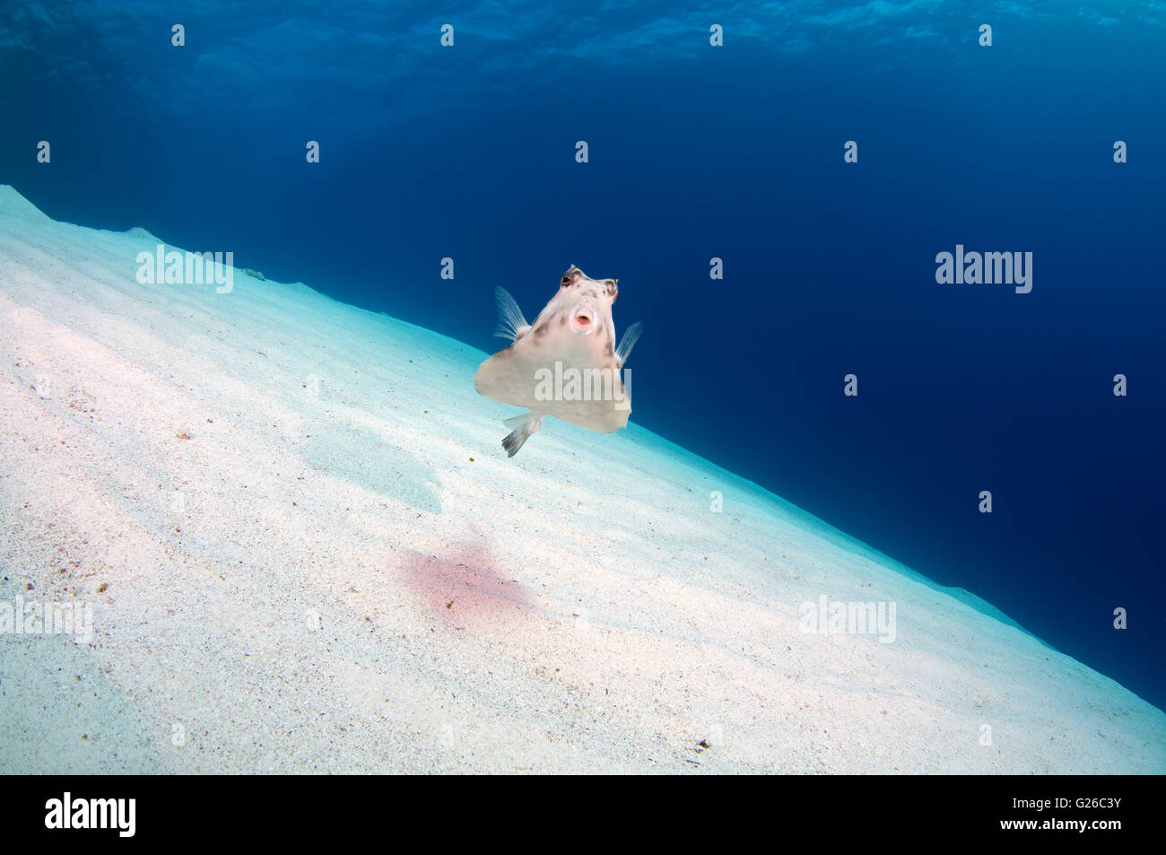 Red Sea, Egypt. 3rd Mar, 2016. Humpback Turretfish, Commonly called ...