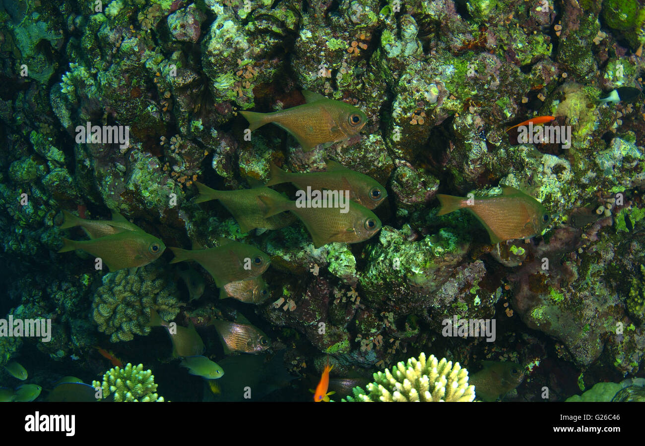 Red Sea, Egypt. 28th Dec, 2010. School of fish Pempherid, Glassy ...