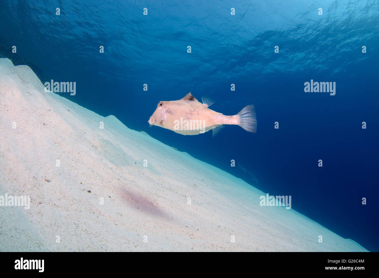 Red Sea, Egypt. 3rd Mar, 2016. Humpback Turretfish, Commonly called ...