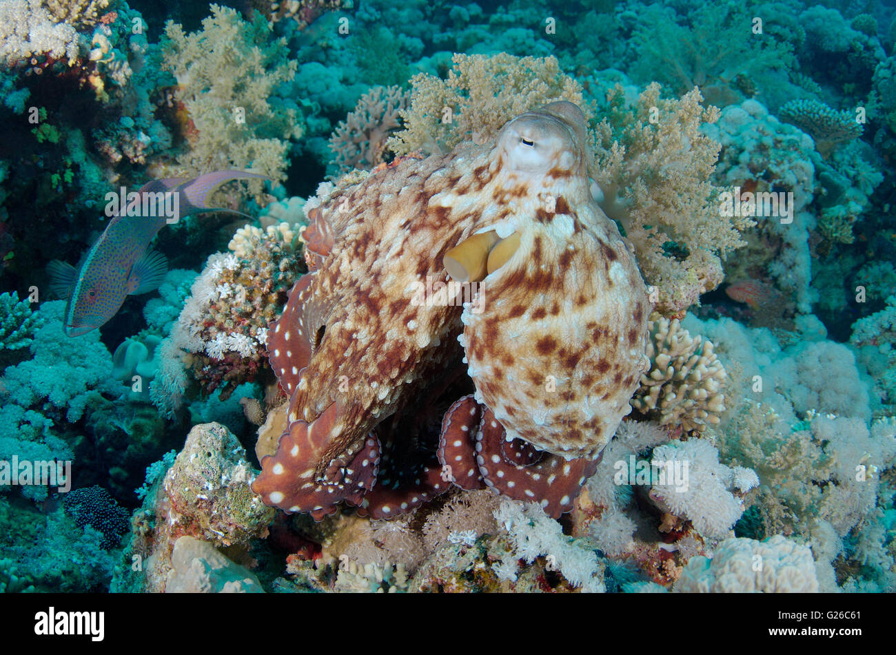Red Sea, Egypt. 17th Oct, 2014. Reef Octopus, big blue octopus, day ...