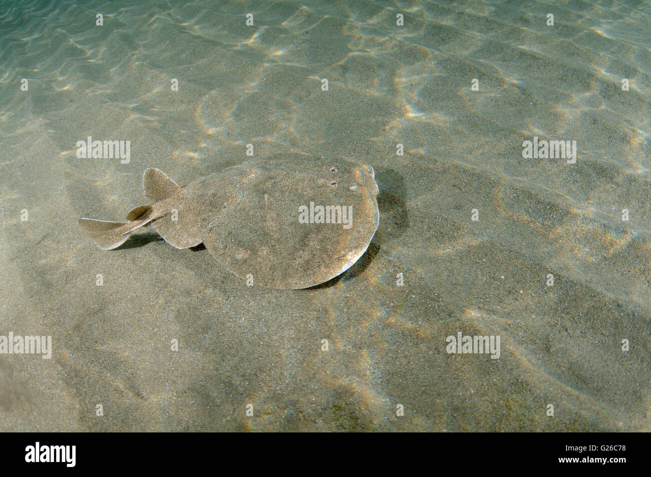 Red Sea, Egypt. 28th May, 2015. Variable torpedo ray, Marbled electric ...