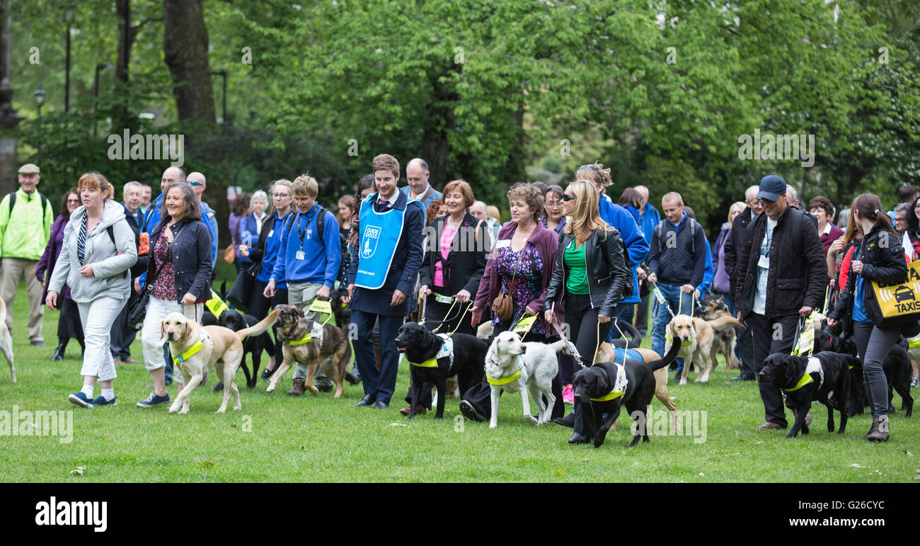 London, UK. 25 May 2016. 100 guide dog owners with their guide dogs ...