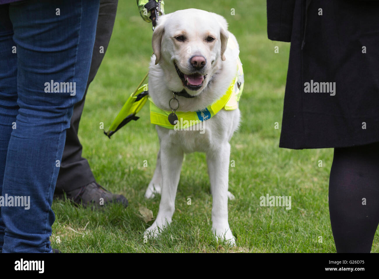 London, UK. 25 May 2016. 100 guide dog owners with their guide dogs ...