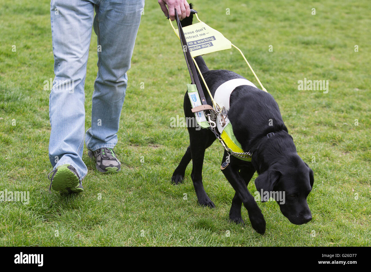 London, UK. 25 May 2016. 100 guide dog owners with their guide dogs ...
