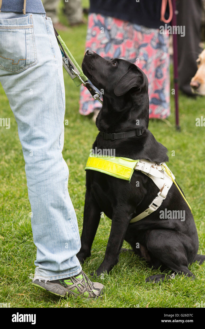 London, UK. 25 May 2016. 100 guide dog owners with their guide dogs ...