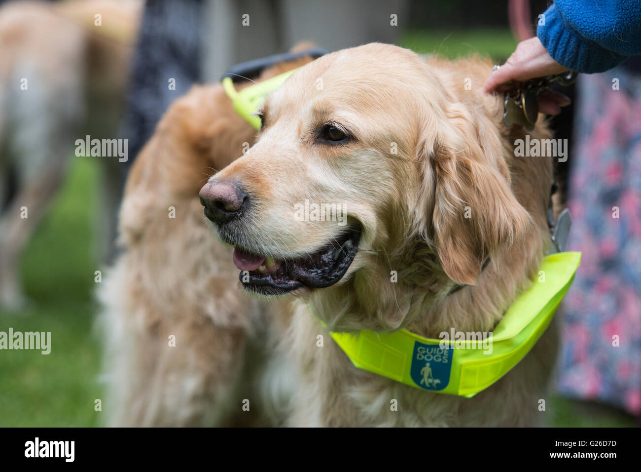 Guide dog uk hi-res stock photography and images - Alamy
