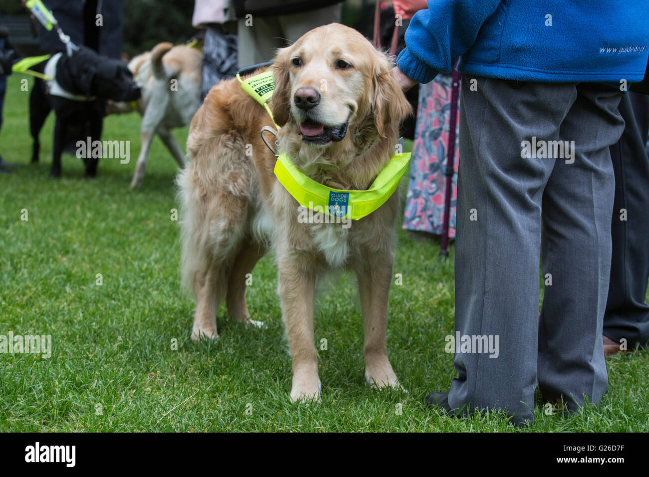 London, UK. 25 May 2016. 100 guide dog owners with their guide dogs ...