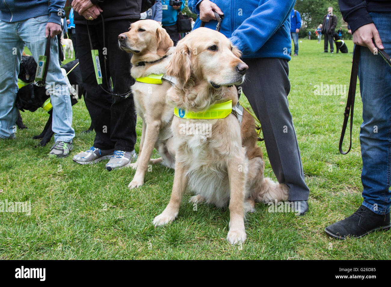 London, UK. 25 May 2016. 100 guide dog owners with their guide dogs ...
