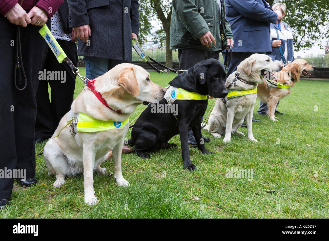 London, UK. 25 May 2016. 100 guide dog owners with their guide dogs ...