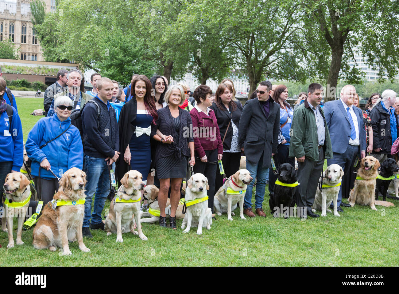 Guide Dog Labrador Uk High Resolution Stock Photography and Images - Alamy
