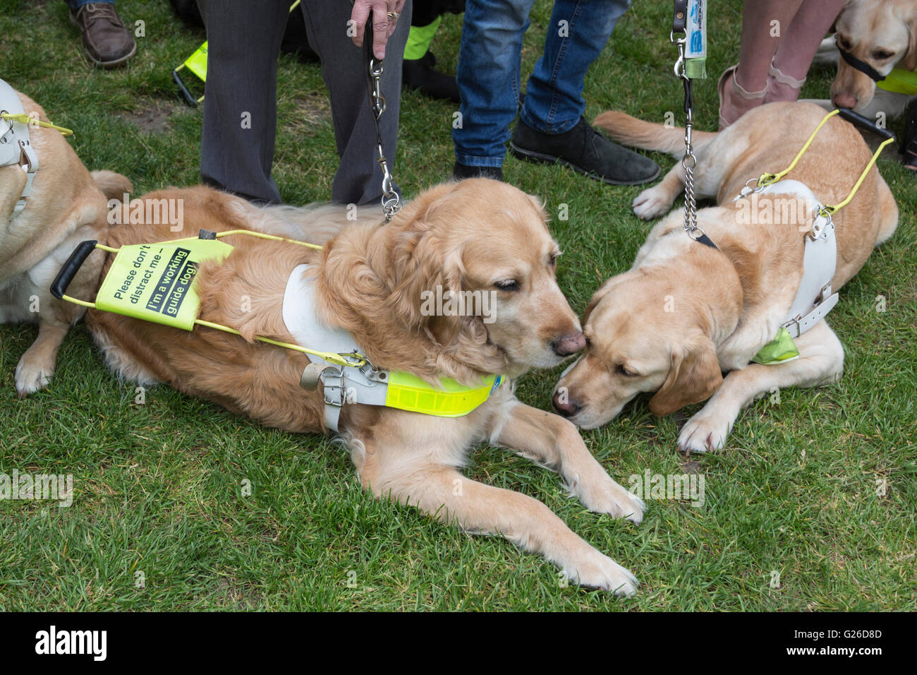 London, UK. 25 May 2016. 100 guide dog owners with their guide dogs ...