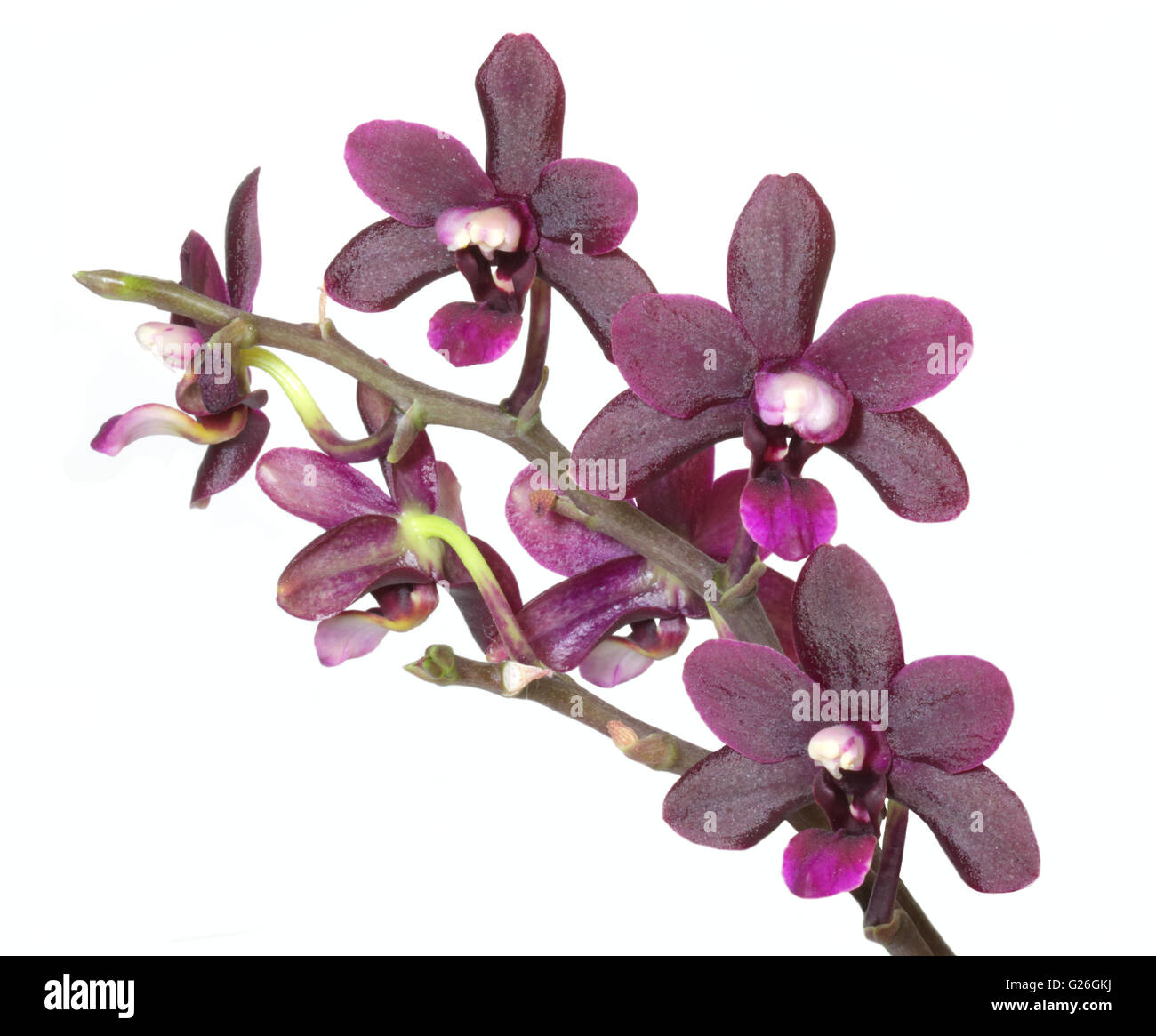 Red wine orchids hi-res stock photography and images - Alamy