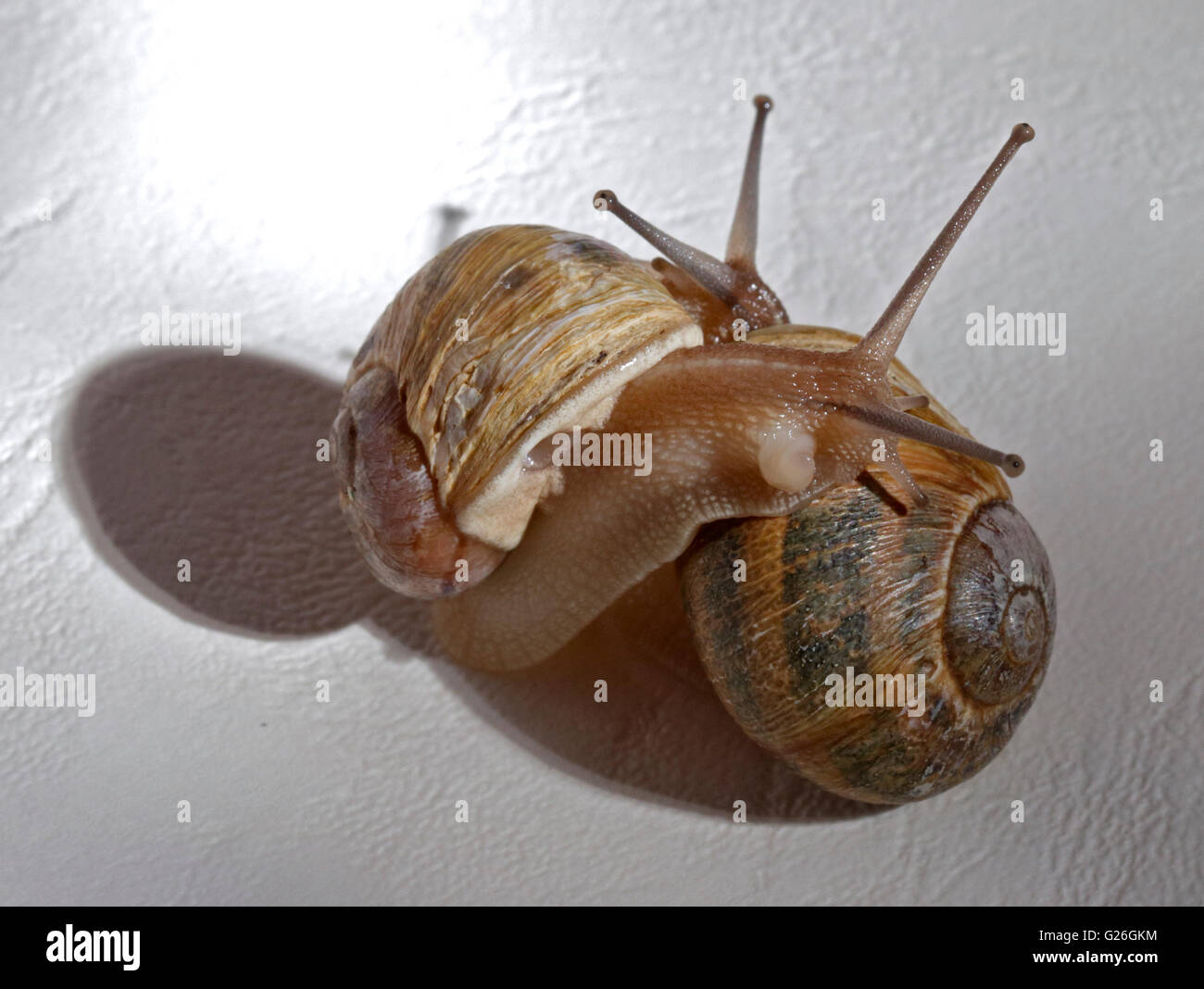 Pair of Common or Garden Snails (helix aspersa/cornu aspersum ...