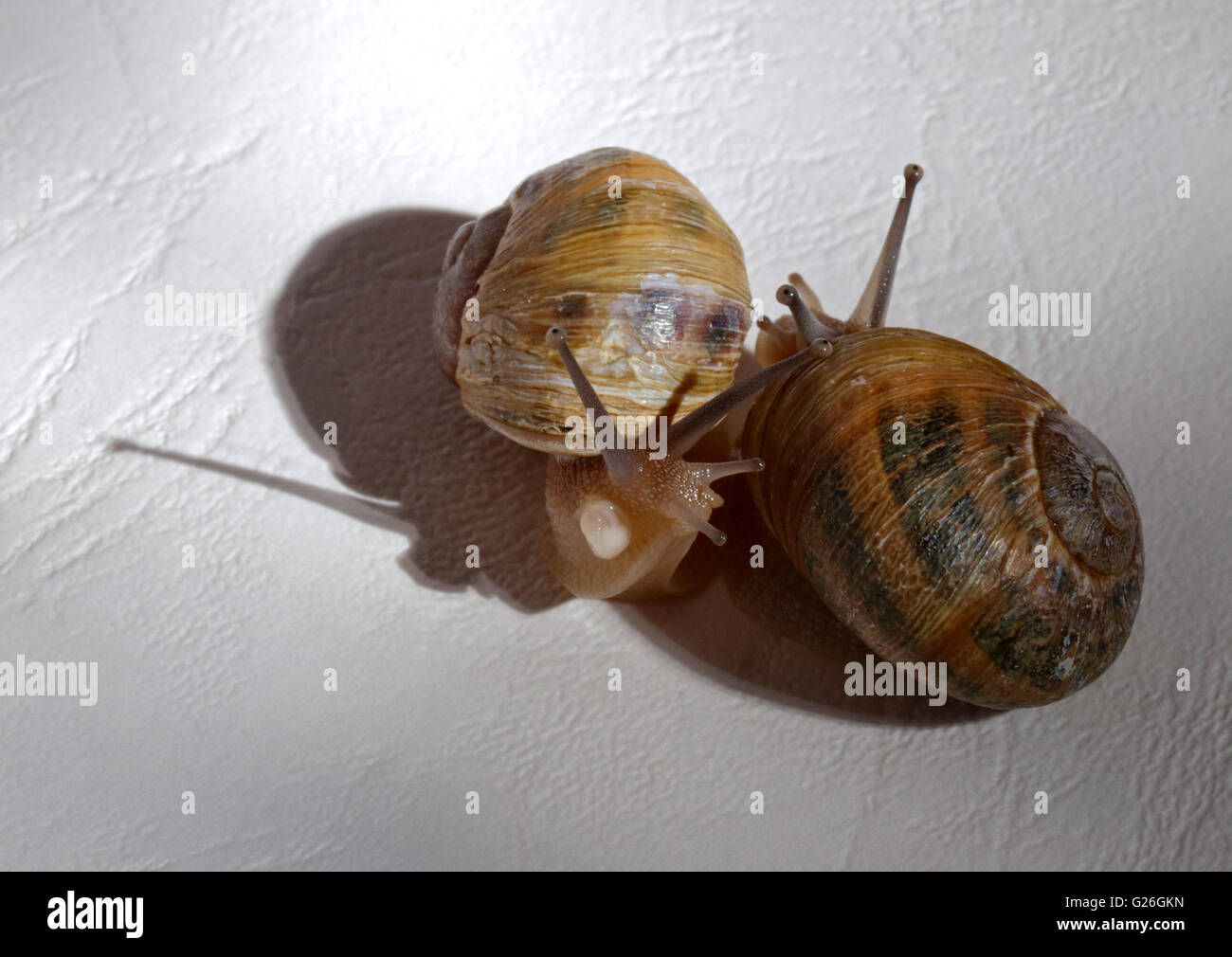 Pair of Common or Garden Snails (helix aspersa/cornu aspersum ...