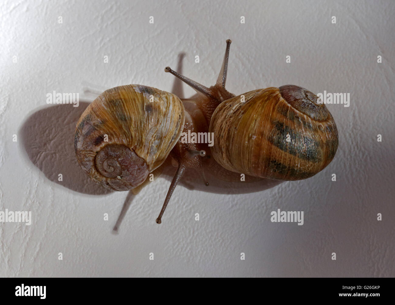 Pair of Common or Garden Snails (helix aspersa/cornu aspersum ...