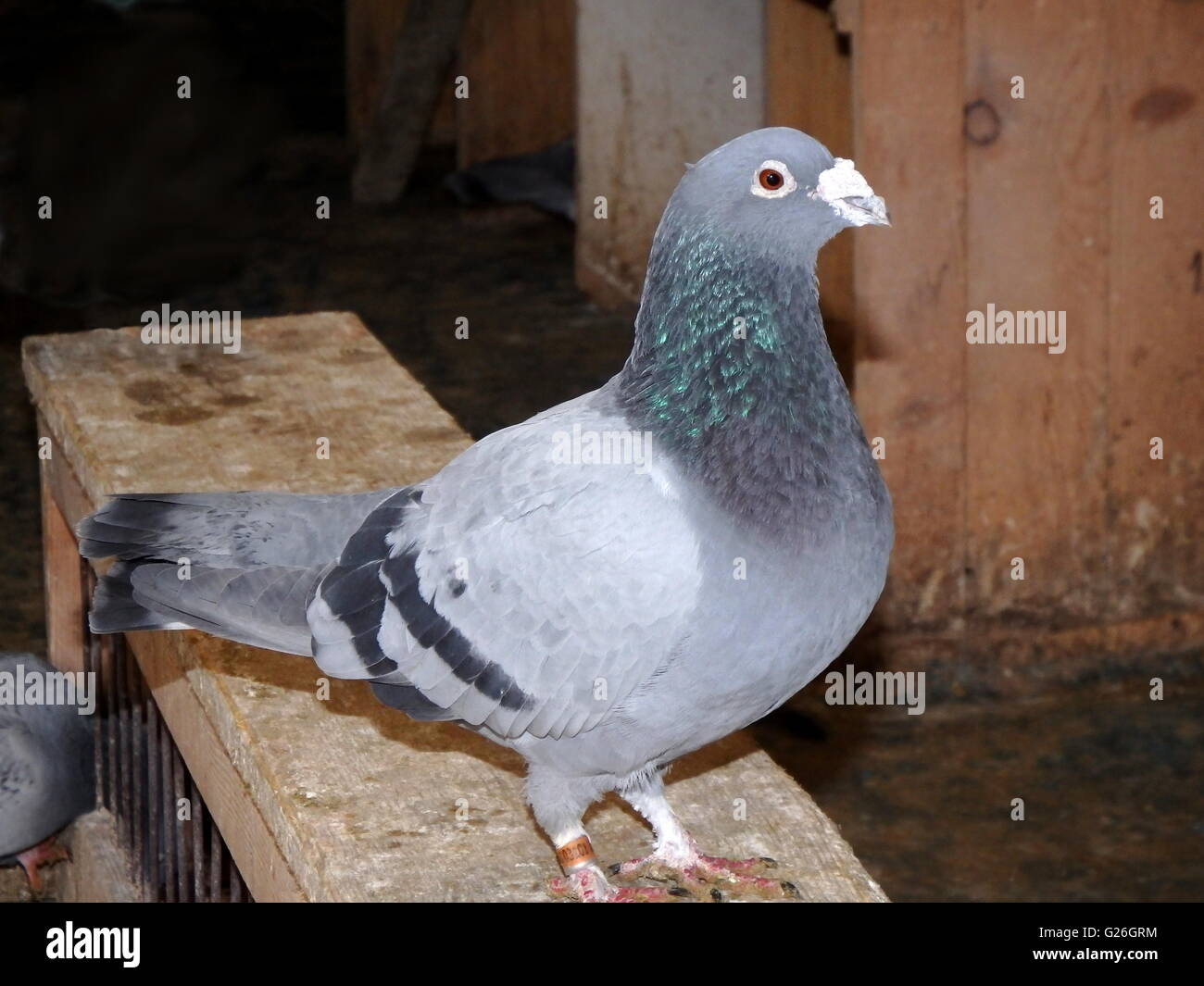 Homing pigeon hi-res stock photography and images - Alamy