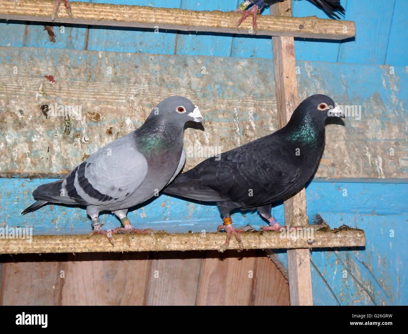 Sitting pigeon in the loft,carrier pigeon, homing pigeon Stock Photo ...