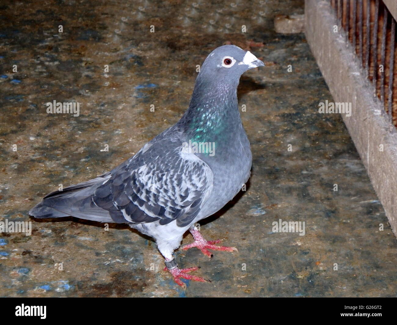 Sitting pigeon in the loft,carrier pigeon, homing pigeon Stock Photo ...