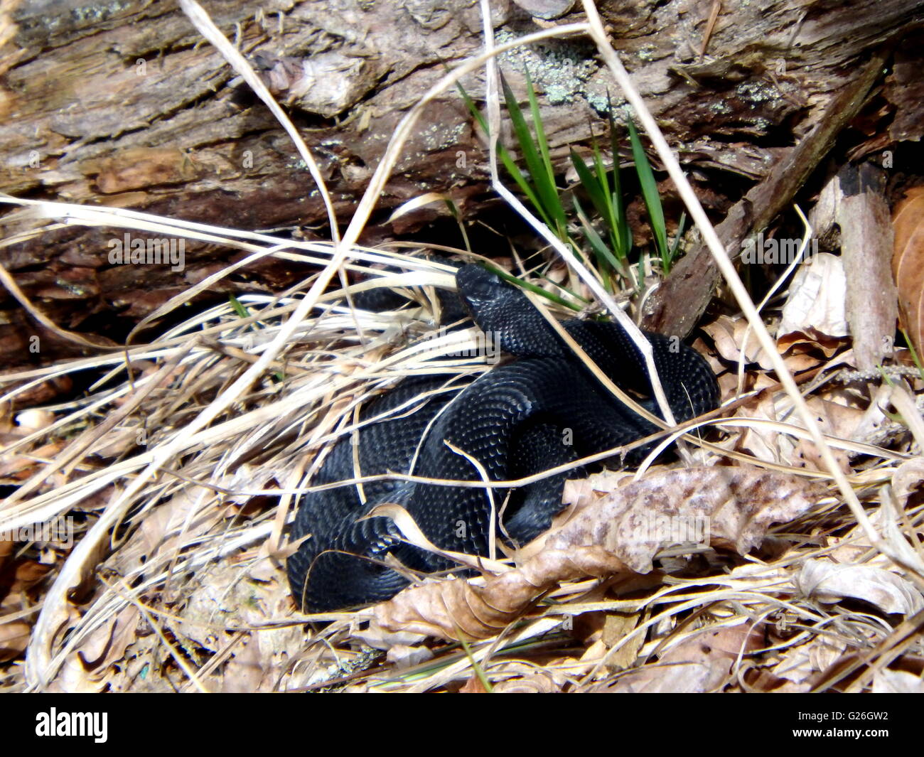 Venomous snake black viper, Slovakia, Great Fatra Stock Photo - Alamy