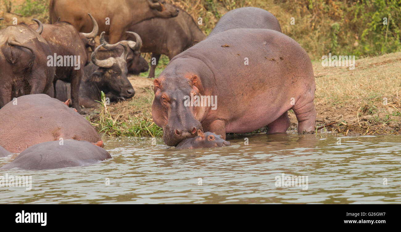 hippopotamus family in wildlife Stock Photo - Alamy