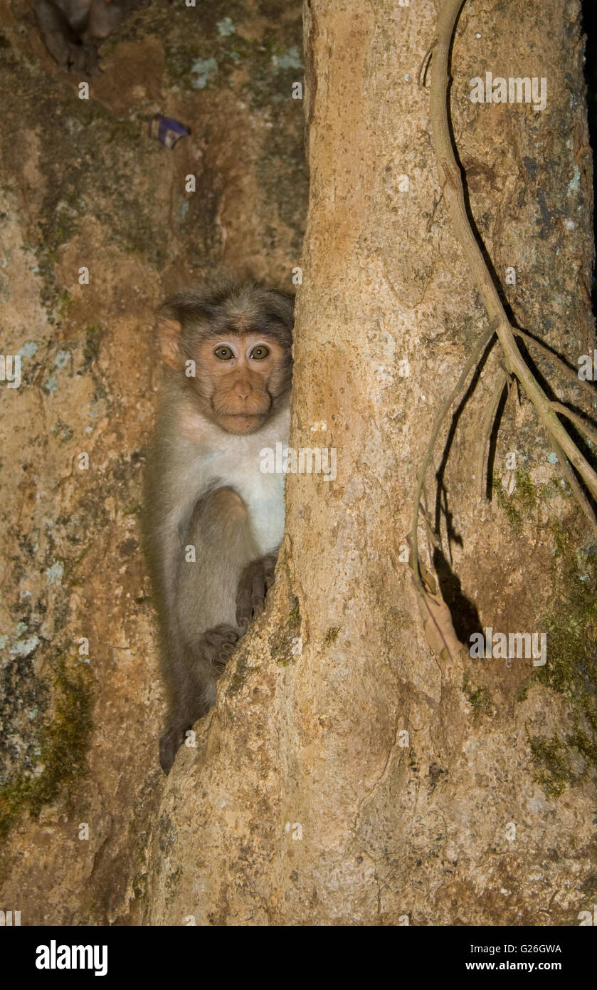 Indian monkeys hi-res stock photography and images - Alamy