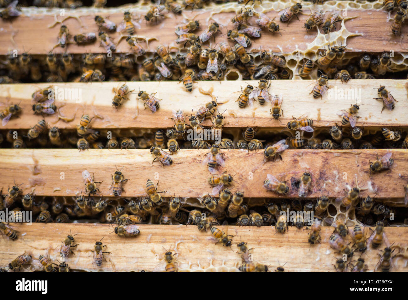 bee in honeycomb.Raising bees Stock Photo - Alamy