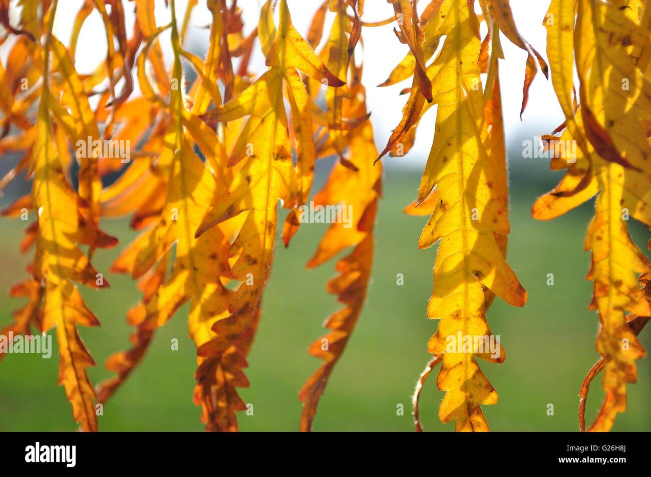 Backlit fall leaf hi-res stock photography and images - Alamy