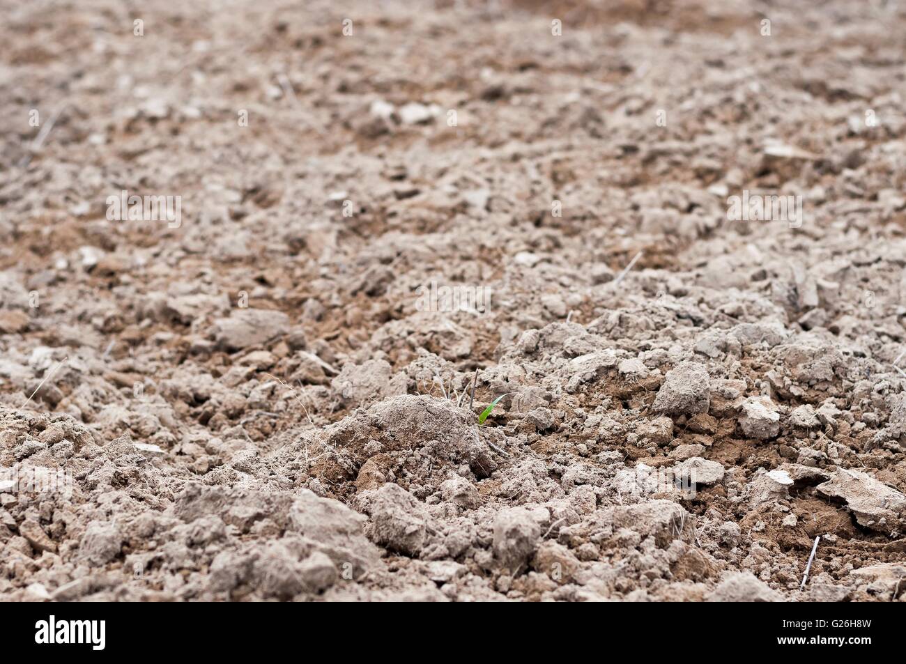 Close up of cultivated soil viewed from near the ground. Agricultural ...