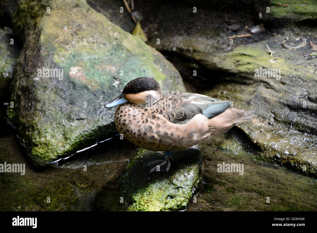 Madagascar duck hi-res stock photography and images - Alamy
