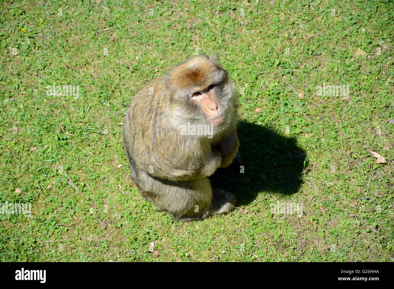 Barbary Ape sitting on grass Stock Photo - Alamy