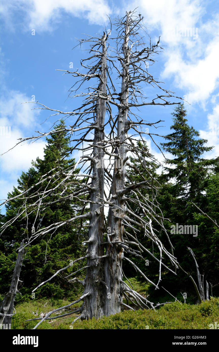 Double tree trunk hi-res stock photography and images - Alamy