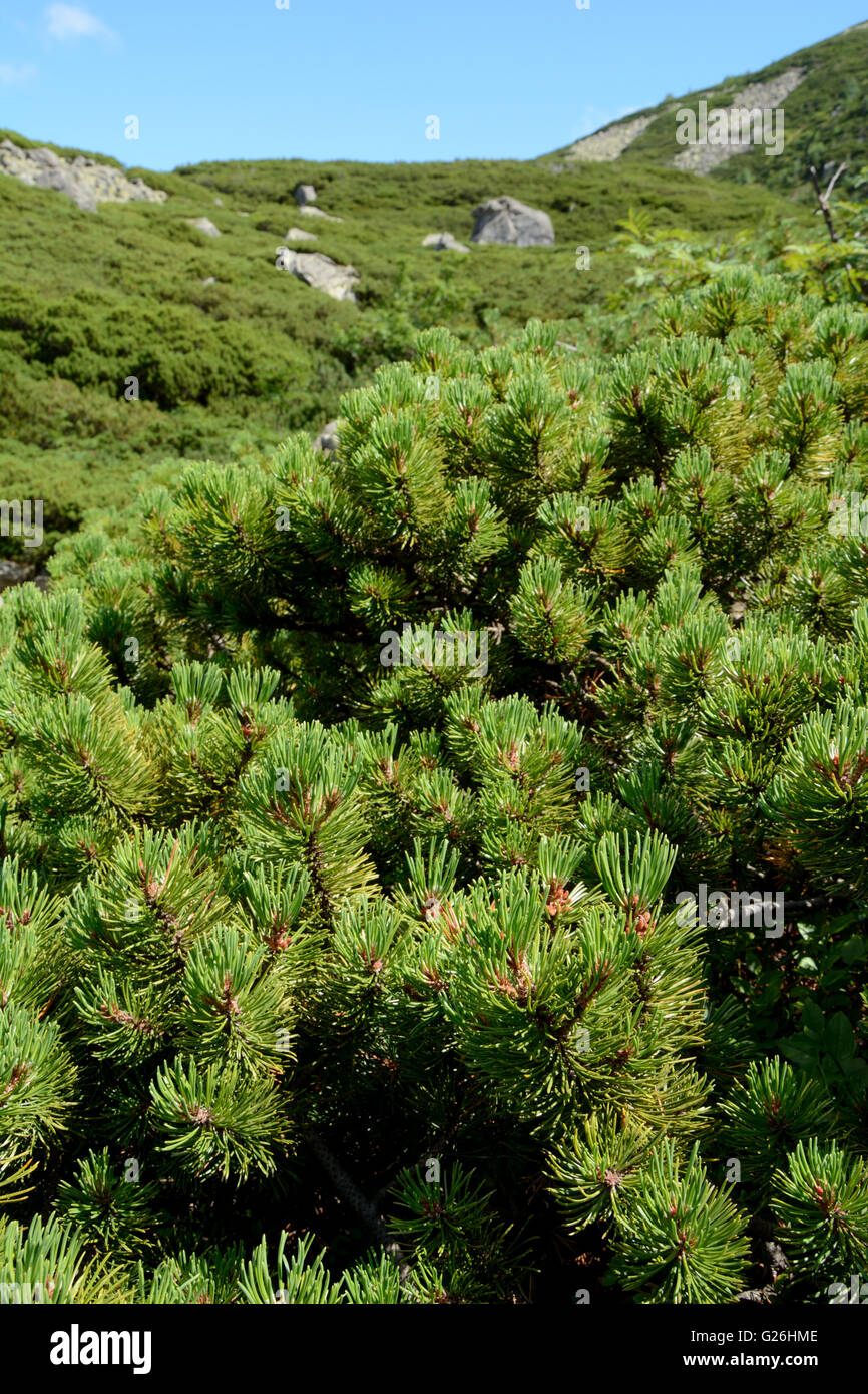 Dwarf mountain pine growing in Karkonosze mountains in Poland Stock ...