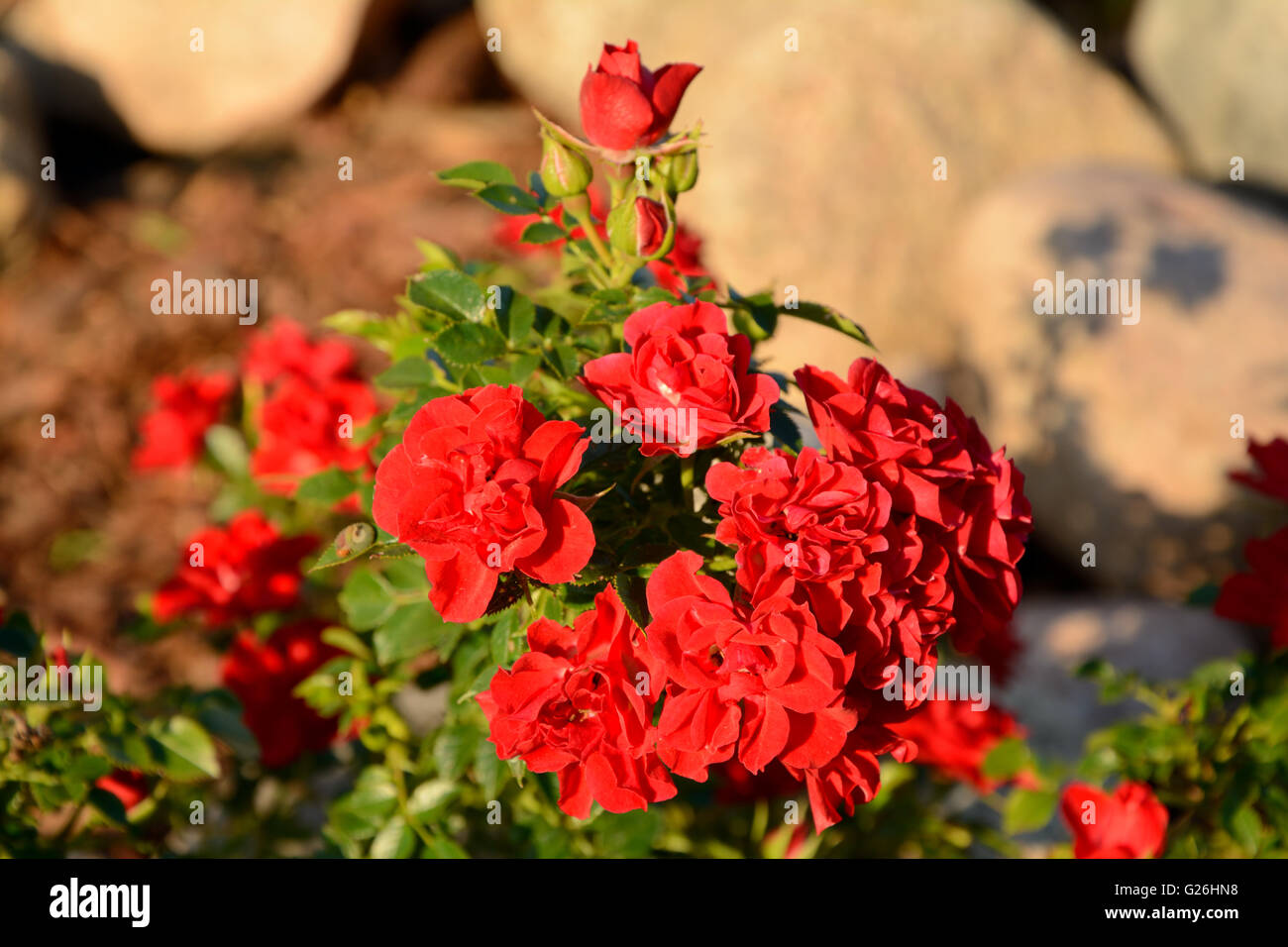 Small red roses closeup in garden Stock Photo - Alamy