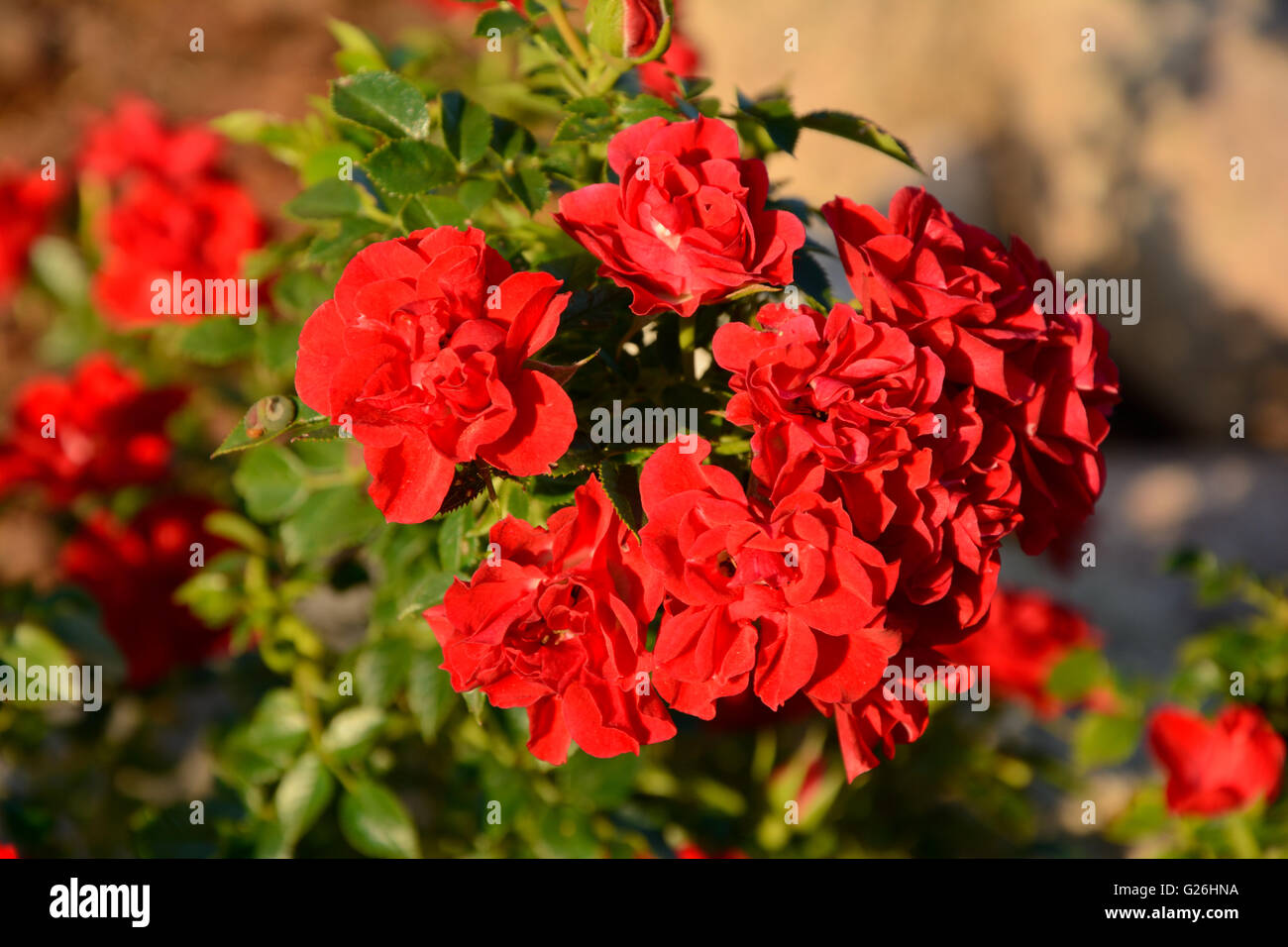 Small red roses closeup in garden Stock Photo - Alamy